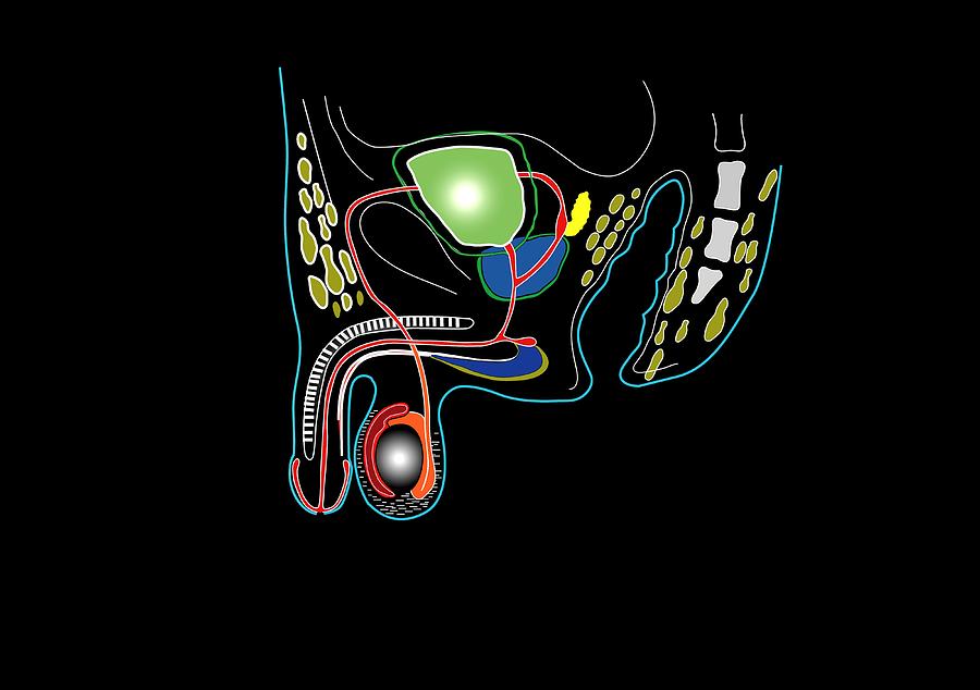 Male Genitourinary System Artwork Photograph By Francis Leroy