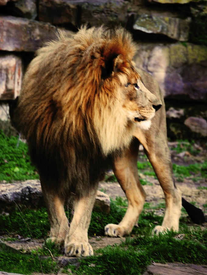 Male Lion Photograph by DiDi Higginbotham | Fine Art America