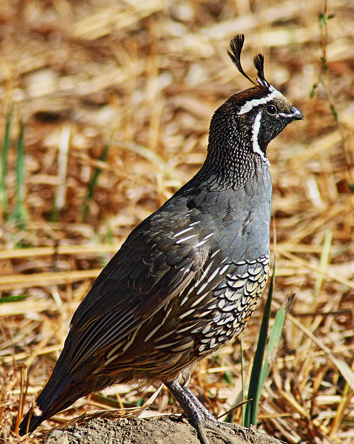 Male Quail Photograph by Daryl Hanauer - Pixels