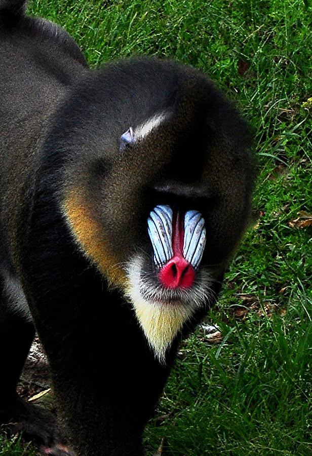 Mandrill Photograph by James Stodola