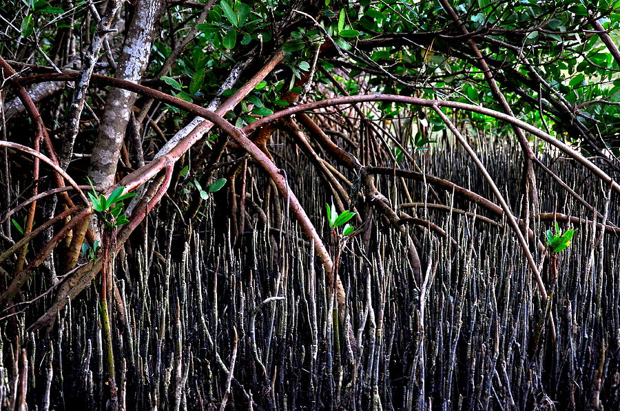 Mangroves Photograph by William Carson Jr - Pixels