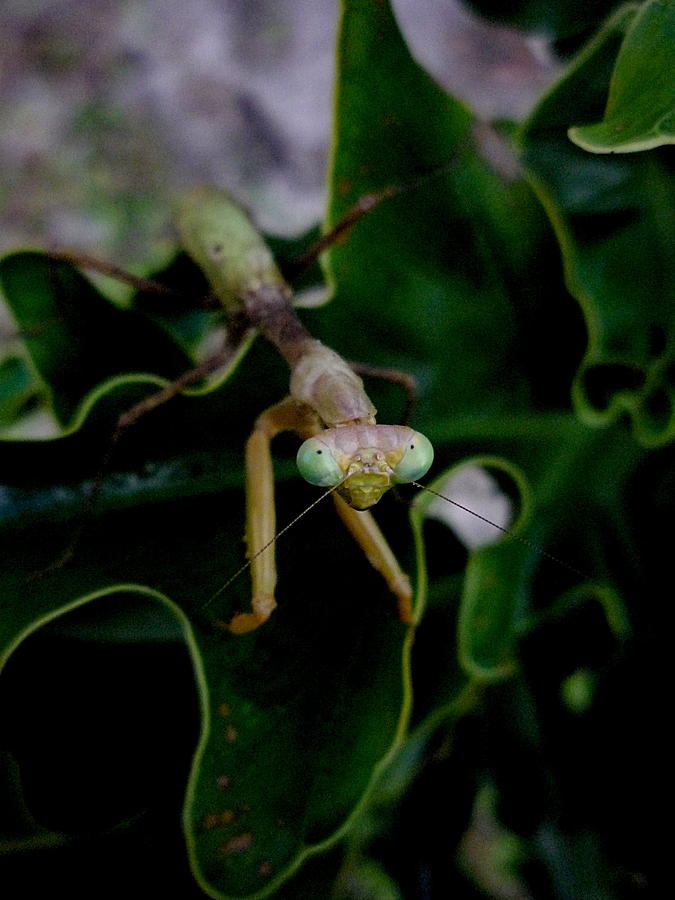 Mantis Photograph by Brian Wade - Fine Art America