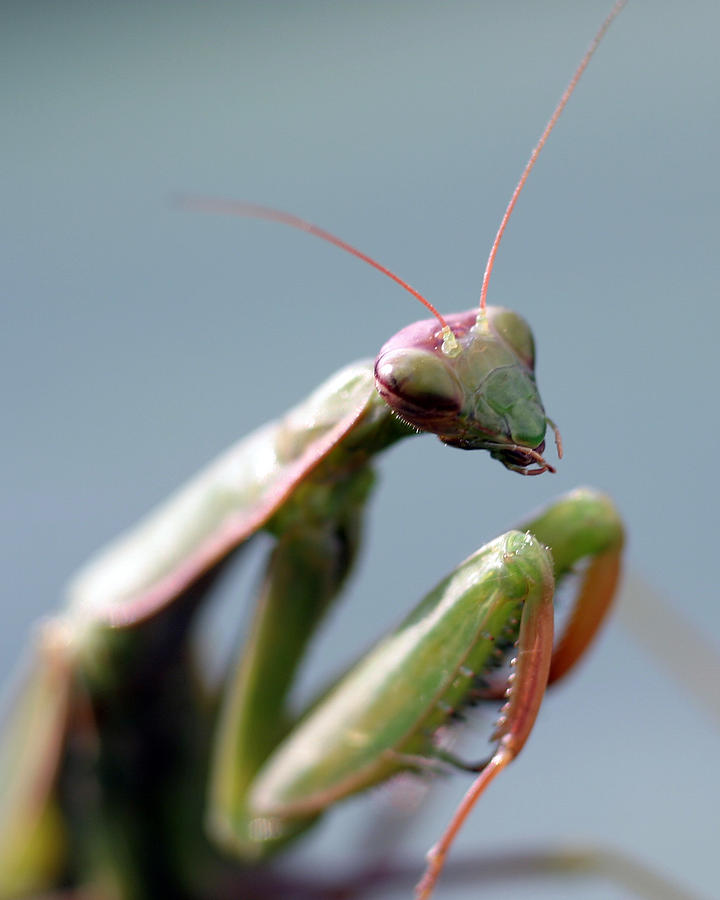 Mantis Photograph by Tim Peterman | Fine Art America