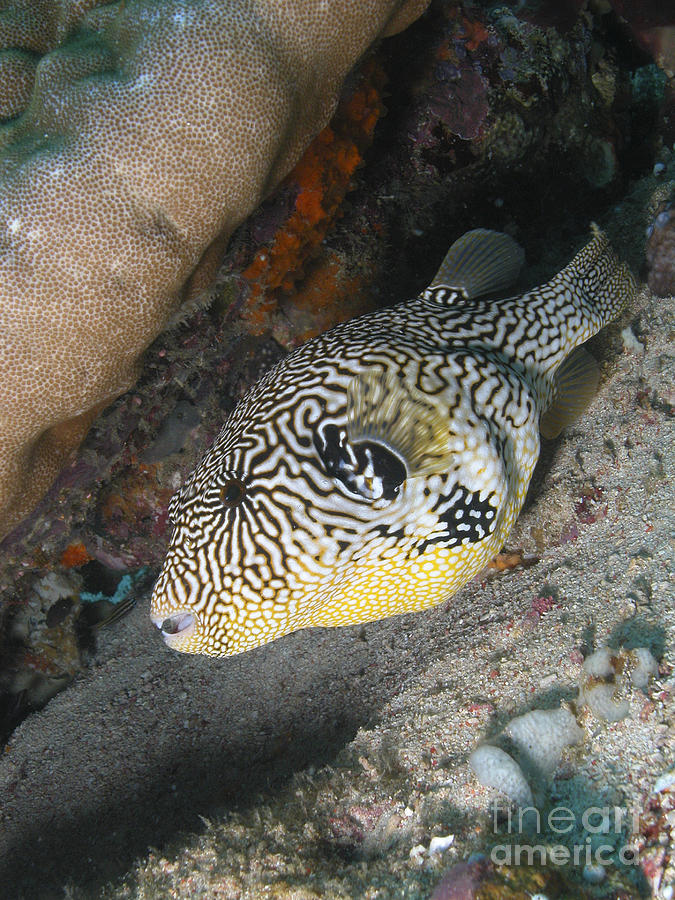 Map Pufferfish Arothron Mappa Photograph by Mathieu Meur - Pixels