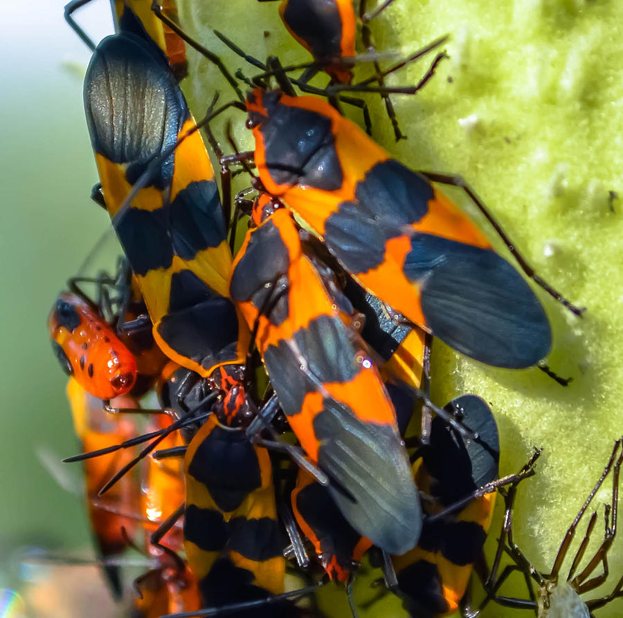 Maple bug mob Photograph by Brian Stevens - Fine Art America