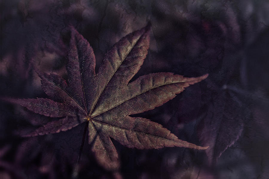 Maple Haze Photograph by Eileen A McAllister - Fine Art America