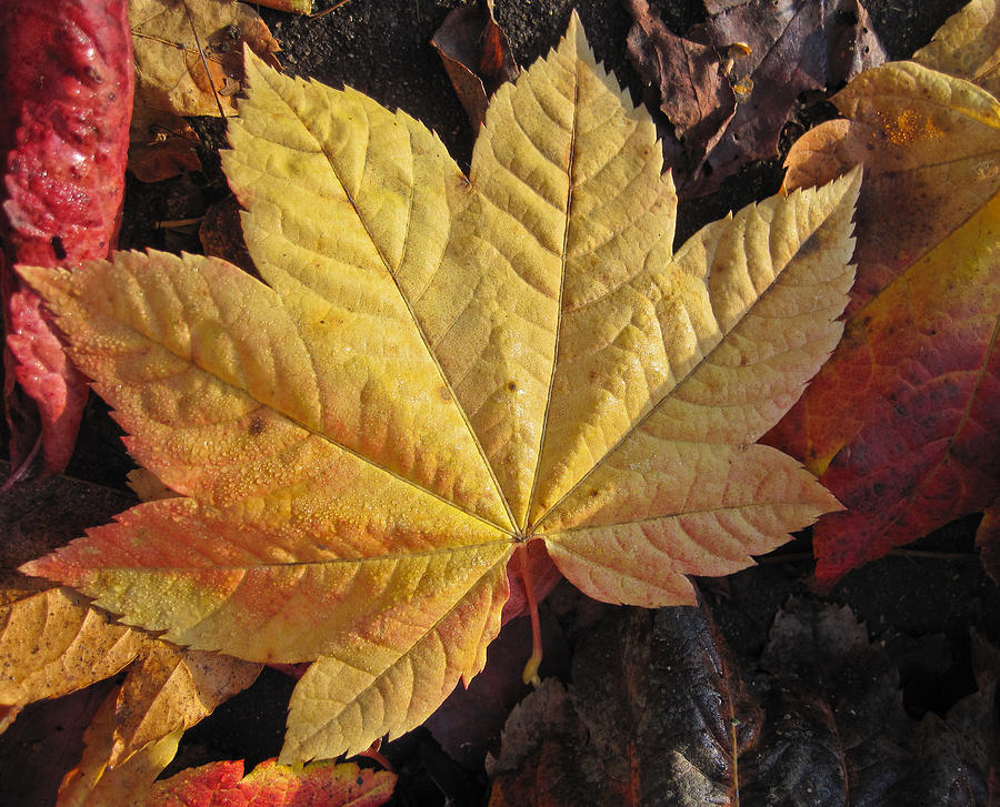 Maple leaf close up Photograph by Robert Perin - Fine Art America