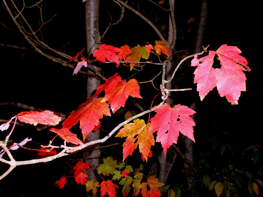 Maple Leaf Photograph by Donald Black - Fine Art America