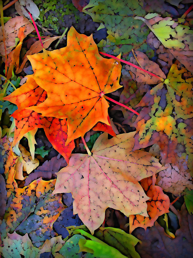 Maple Leaves Digital Art by Geoff Strehlow - Fine Art America