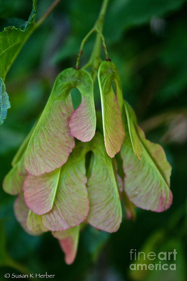 Maple Seed Photograph by Susan Herber - Fine Art America