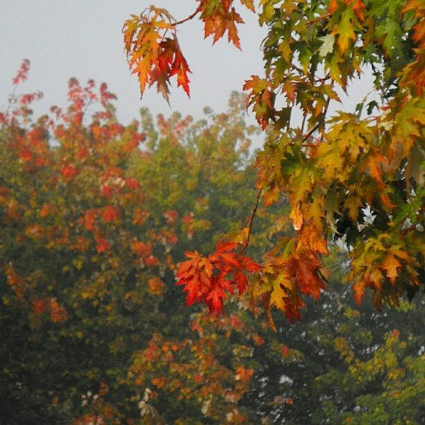 Maple Trees Photograph by Linandara Linandara - Fine Art America
