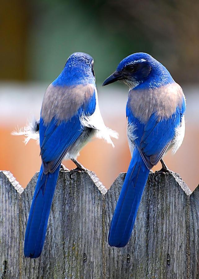 Marilyn Jay Photograph by Daniel Lindquist