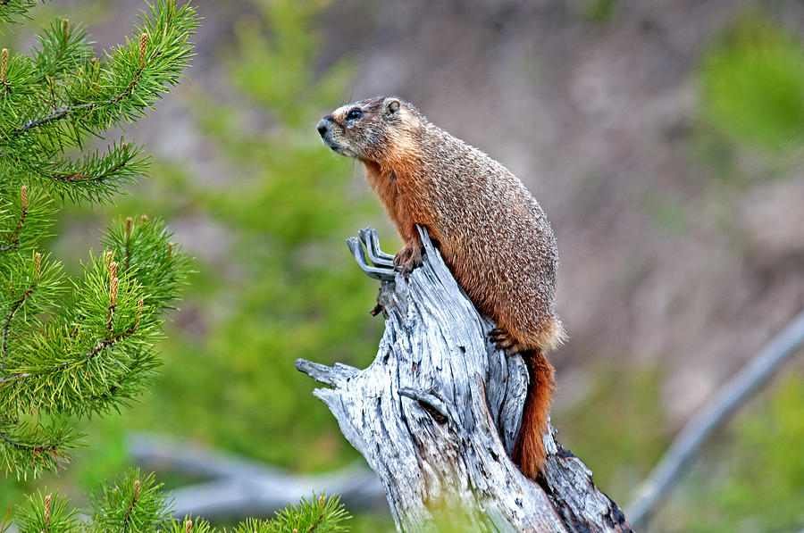 Marmot Photograph by Elijah Weber - Fine Art America