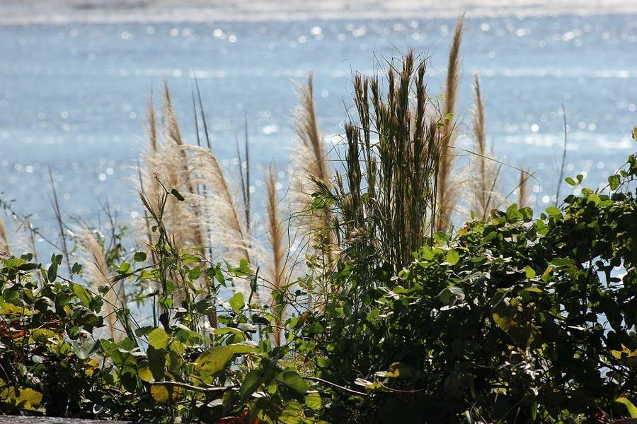 Marsh Photograph by Static Studios - Fine Art America