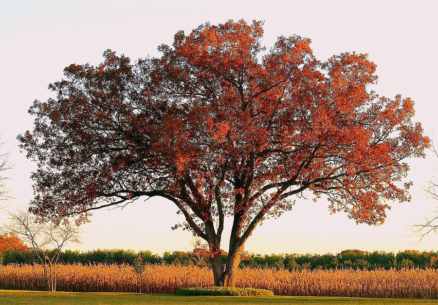 Mead Red Oak Photograph By Shawna Dockery Fine Art America