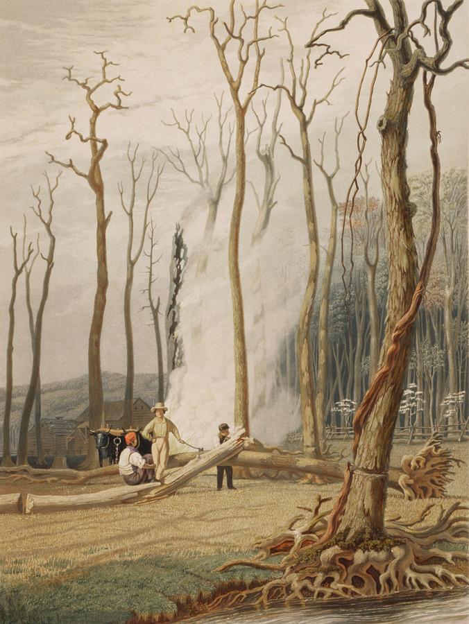 Men Cutting And Burning Girdled Tree Photograph by Everett - Fine Art ...