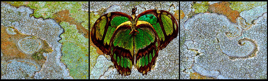 Metamorphic Muse Photograph by Fine Art Photography - Fine Art America