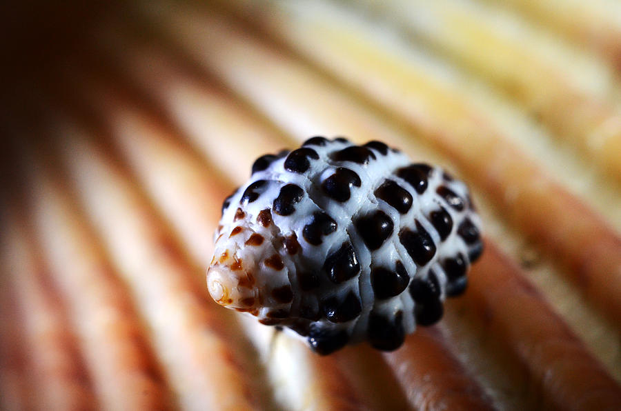 Micro-shell 11 Photograph by Pascal Lagesse - Fine Art America