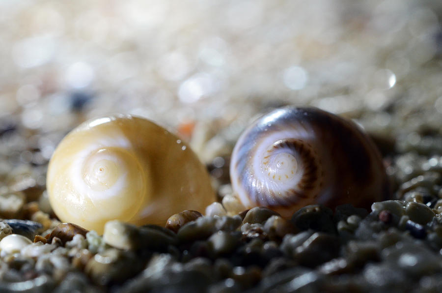 Micro-shell 4 Photograph by Pascal Lagesse - Fine Art America