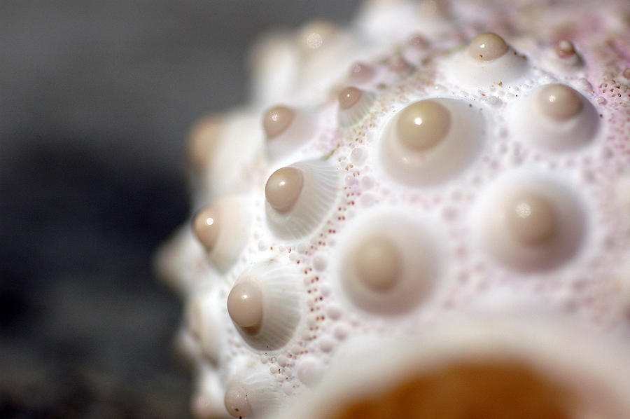 Micro-shell 8 Photograph by Pascal Lagesse - Pixels