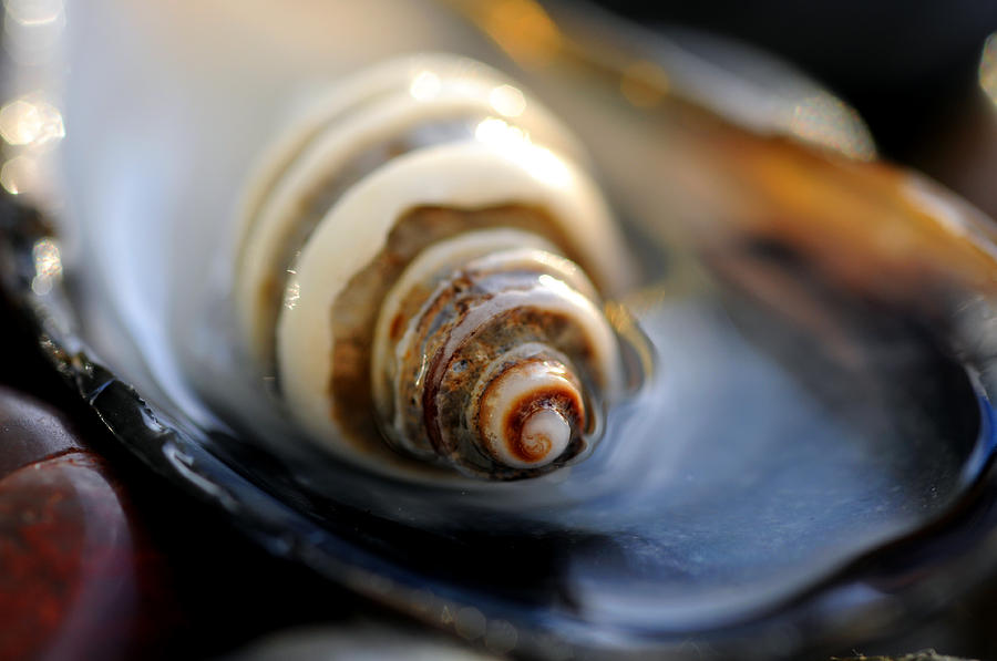Micro-shell 9 Photograph by Pascal Lagesse - Fine Art America