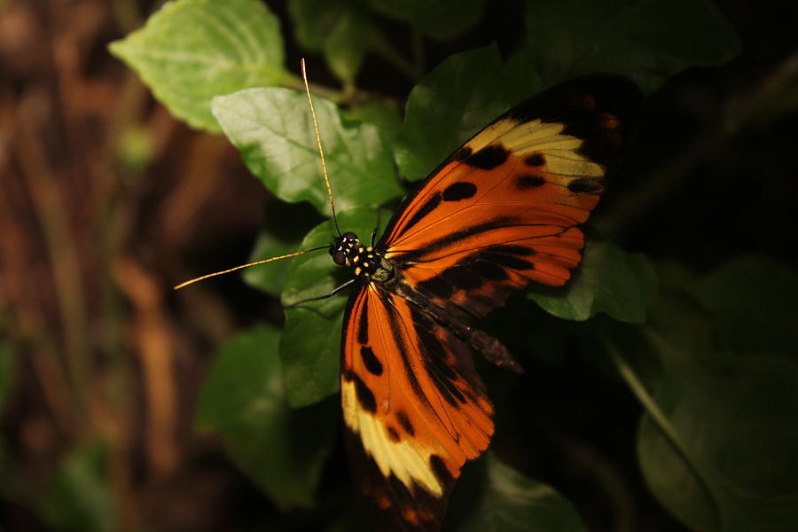 Midnight Fly Photograph by Peter Jacus - Fine Art America