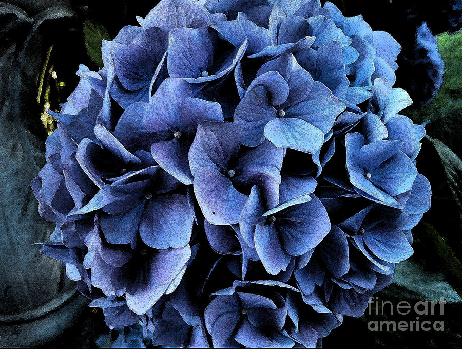 Midnight Hydrangea Photograph by Marion Headrick | Fine Art America