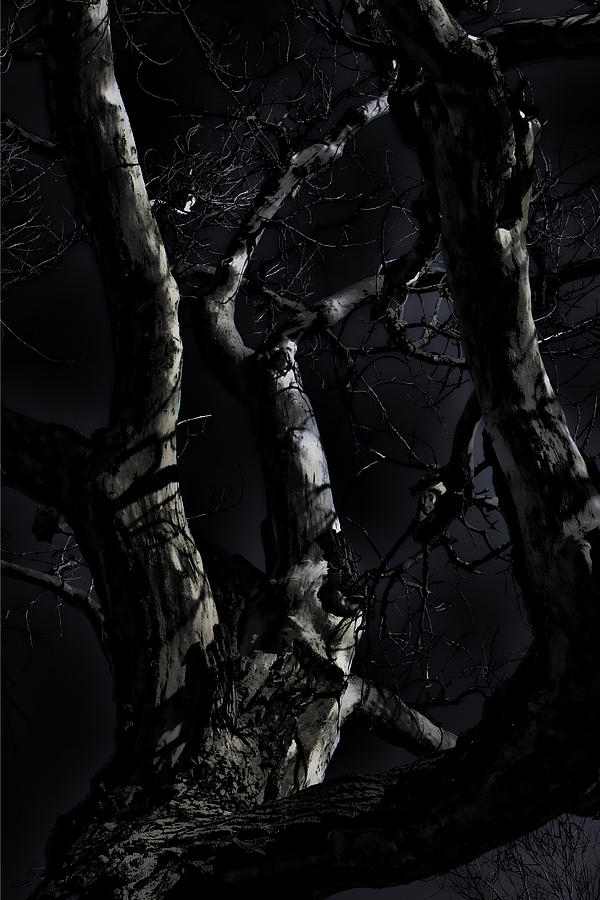 Midnight Tree 3 Photograph by David Sanchez - Fine Art America