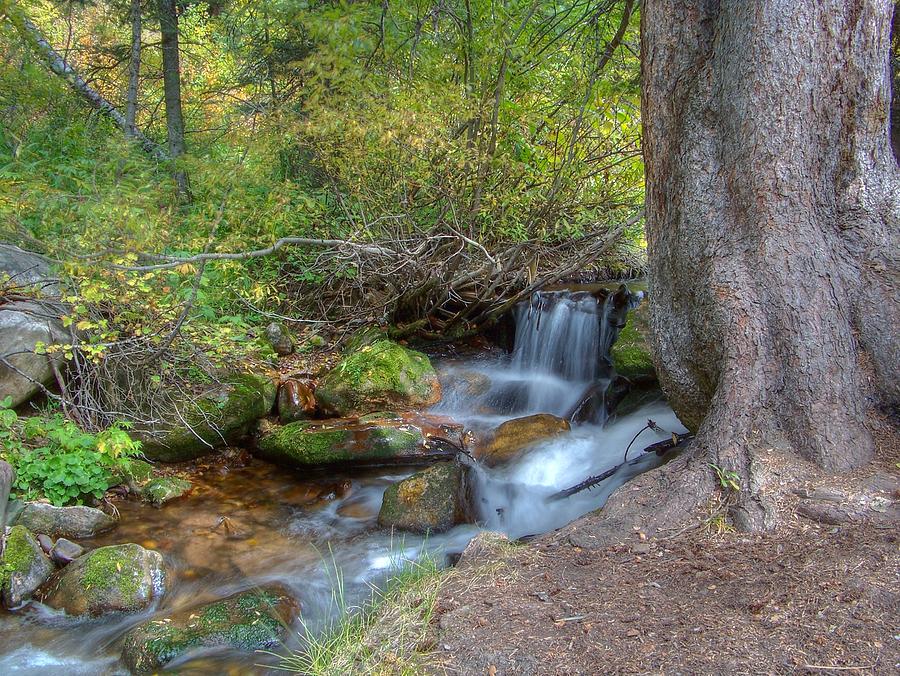 Millcreek Stream Photograph by Shirlene Davis - Fine Art America