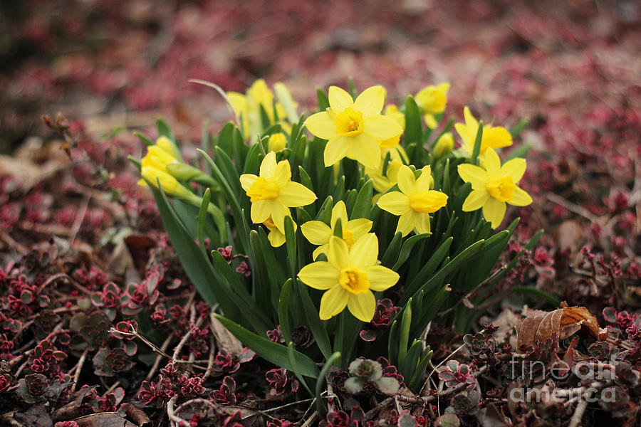 Mini Daffodils Photograph by Erica Sauder - Fine Art America