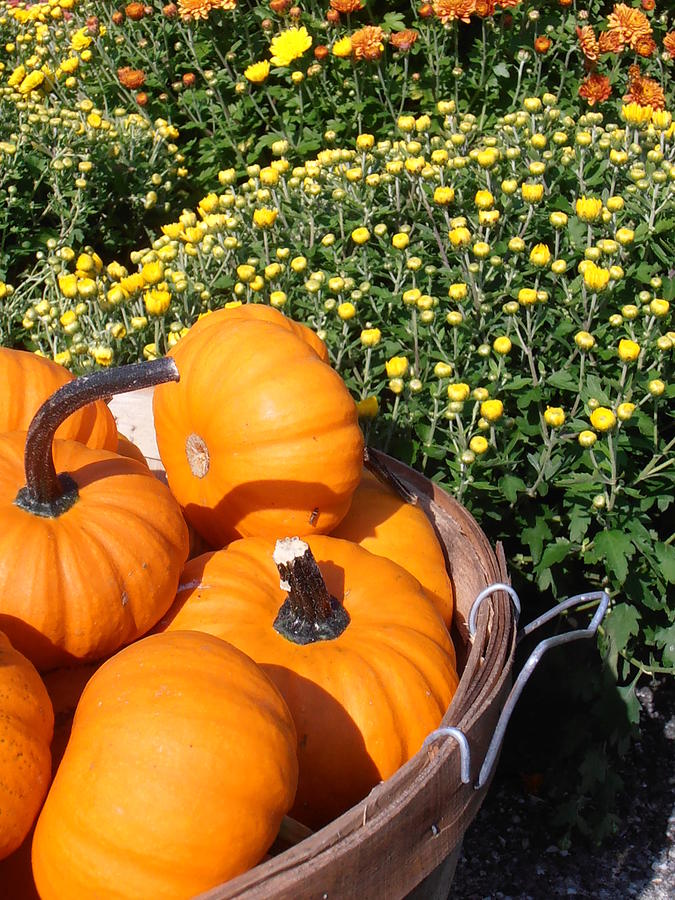 Mini Pumpkins Photograph by Kimberly Perry - Fine Art America