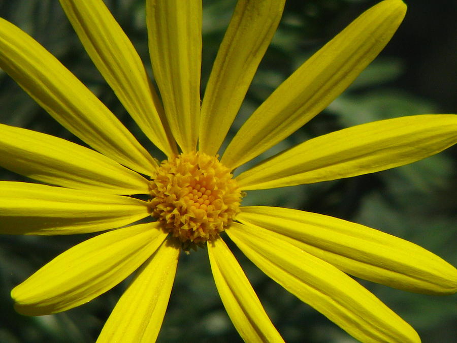 Mini Sun Photograph By Paul Slebodnick Fine Art America