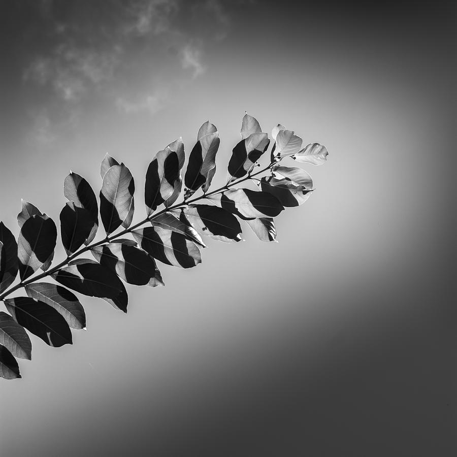 Minimal Activity Photograph by Gene Hilton - Fine Art America