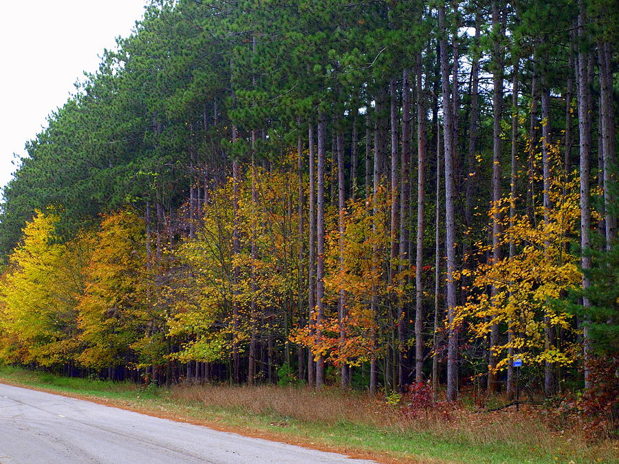 Mixed Trees Photograph by Mike Stanfield - Fine Art America