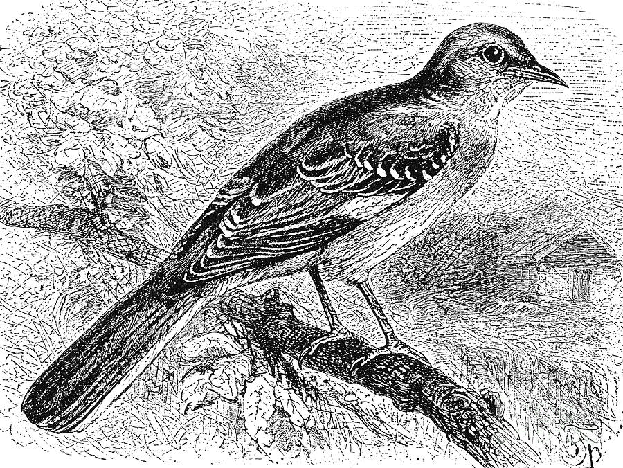 Mocking Bird Photograph by Granger - Fine Art America