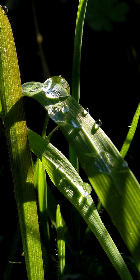 Moirning Photograph by Ken Young - Fine Art America