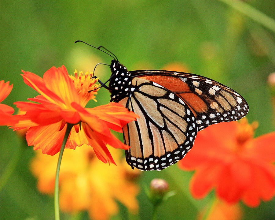 Monarch on Poppy Photograph by Mark Codington - Fine Art America
