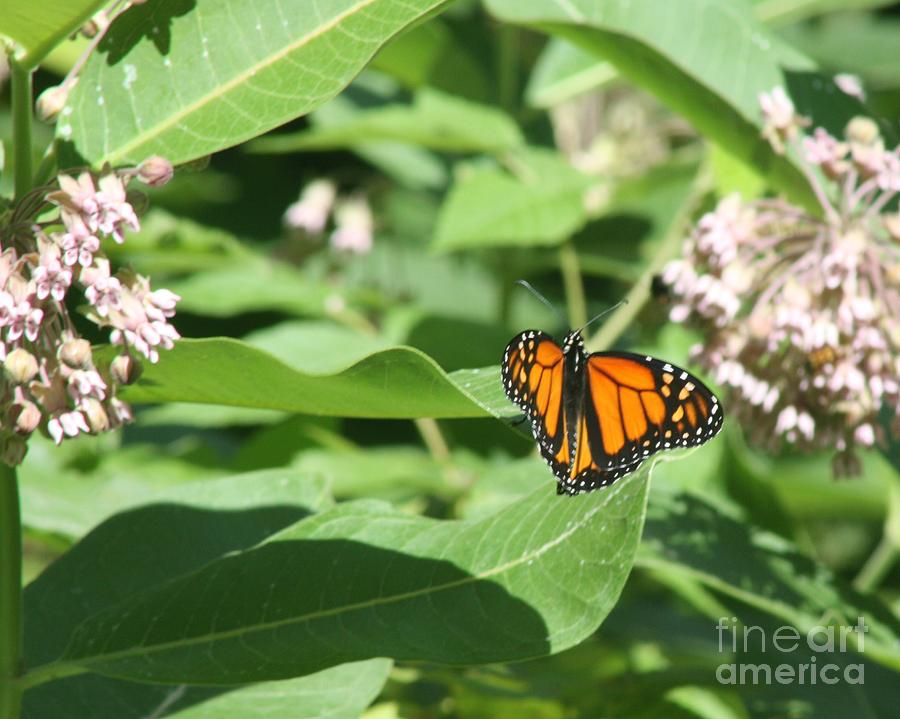 Monarch Pose Photograph by Dave Knoll - Fine Art America
