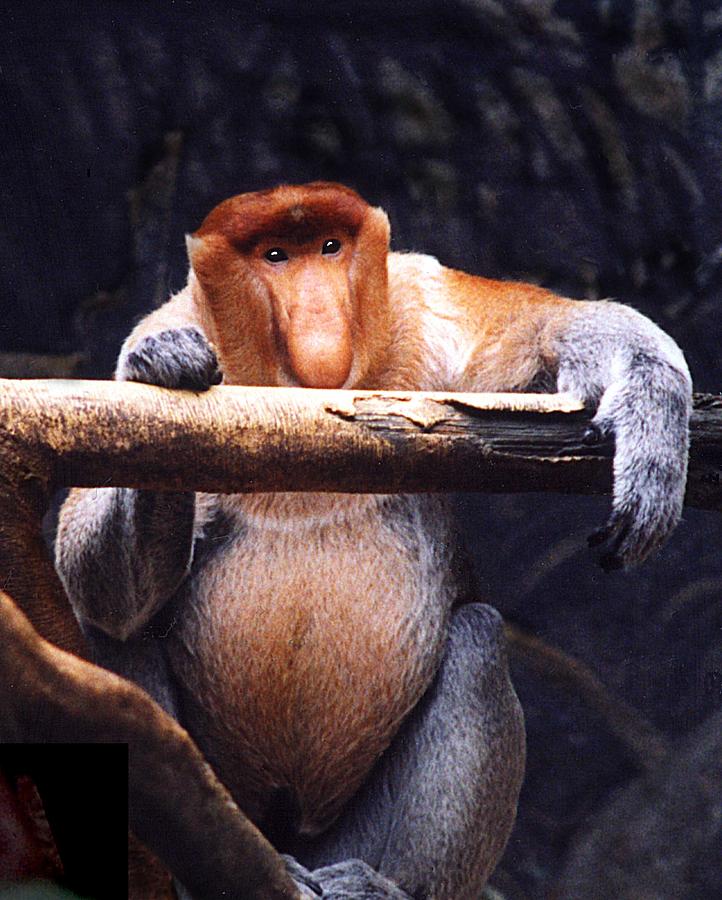 Monkey 1 Photograph by Howard Wolowitz - Fine Art America