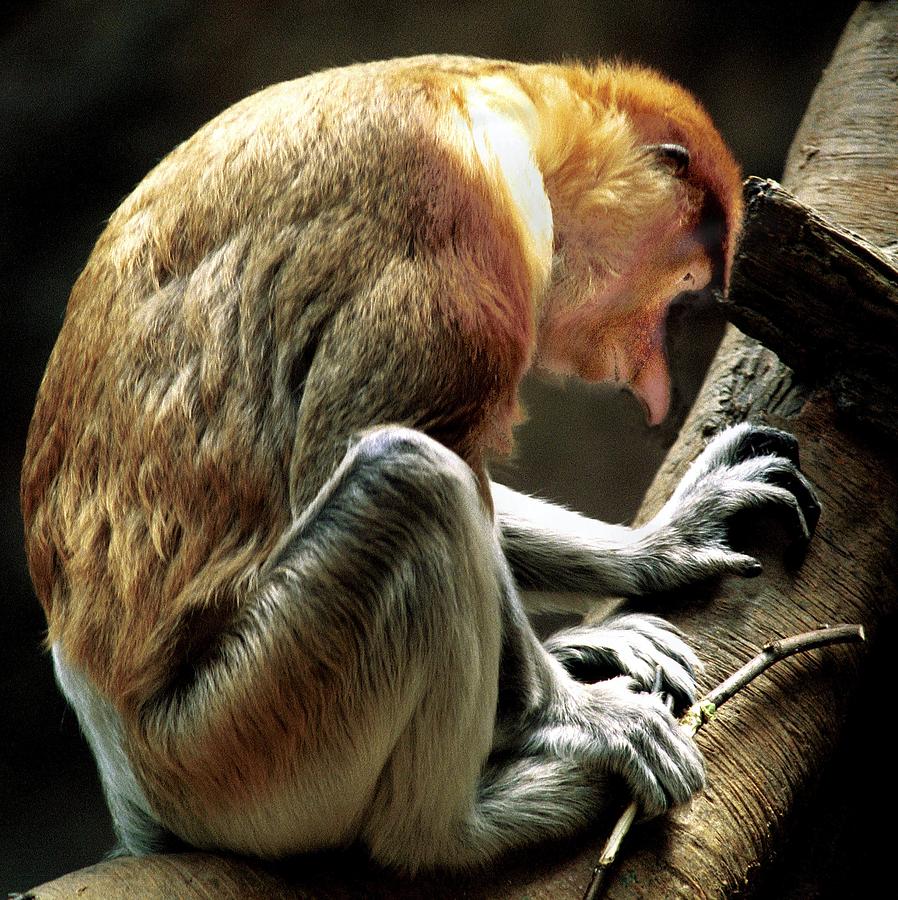Monkey 2 Photograph by Howard Wolowitz | Pixels