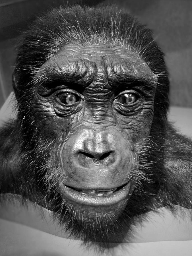 Monkey Face Photograph by Christopher Kerby | Fine Art America