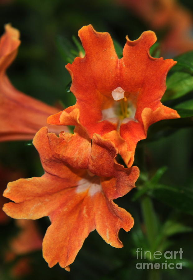 Monkey Flower Photograph by Patrick Short - Fine Art America