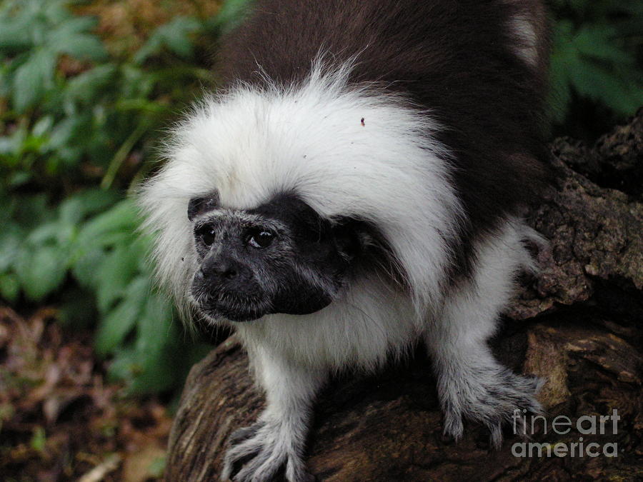 Monkey Photograph by Natalia Primak - Pixels