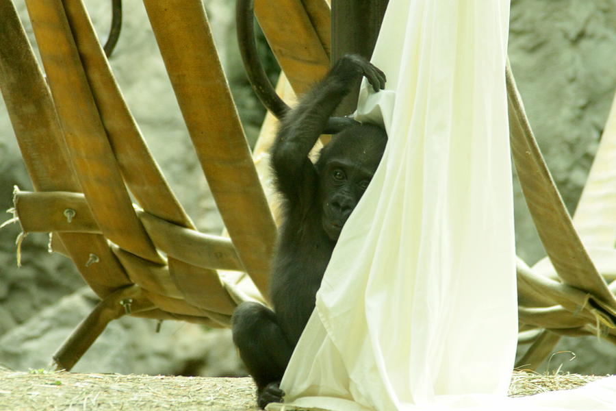 Monkey Play Photograph by Beverly Kobee - Fine Art America