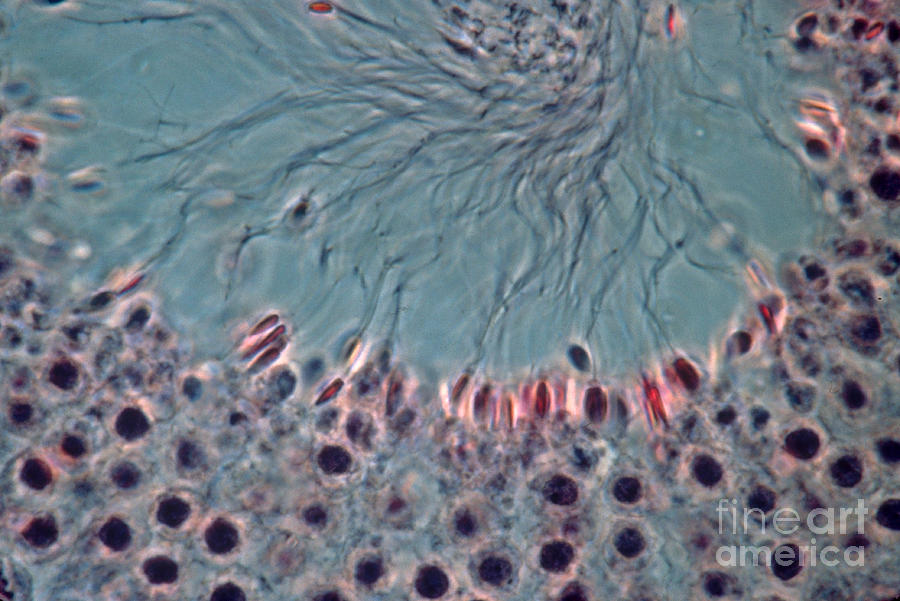 Monkey Testis Lm Photograph by Eric V. Grave - Pixels