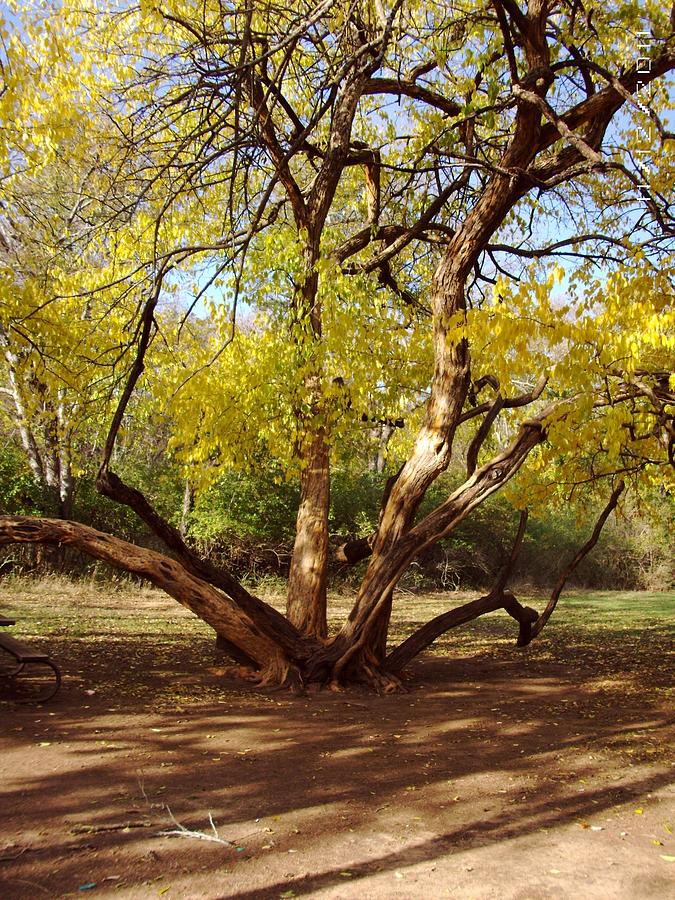 Monkey Tree Photograph by Shannon Bever - Fine Art America