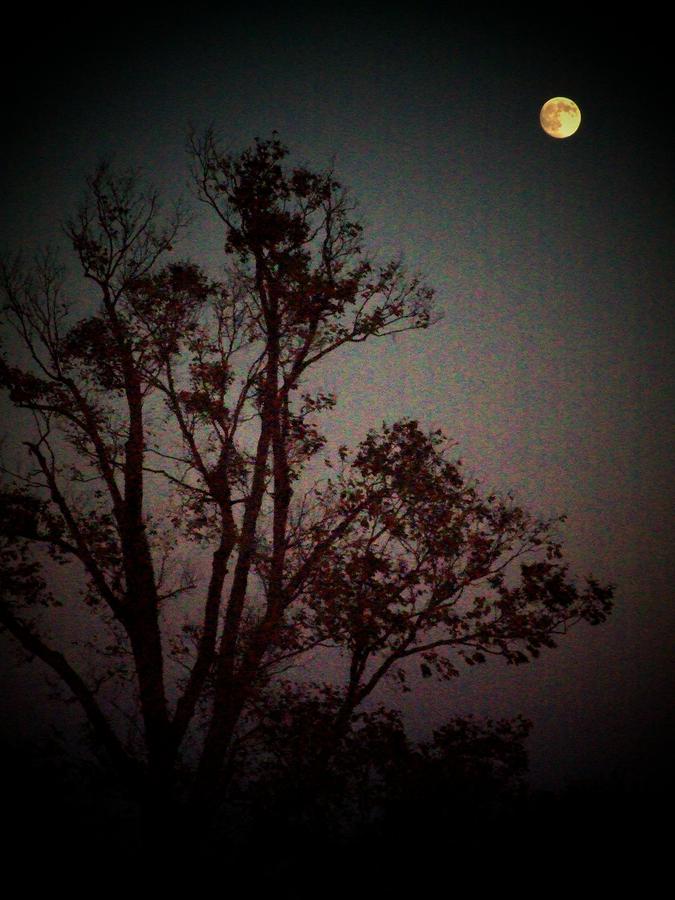 Moon Tree Photograph by Michael L Kimble - Pixels