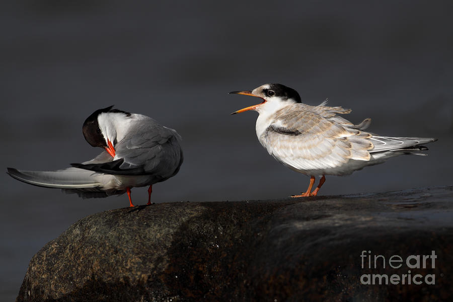 More Please Photograph by Gary Fairhead - Fine Art America