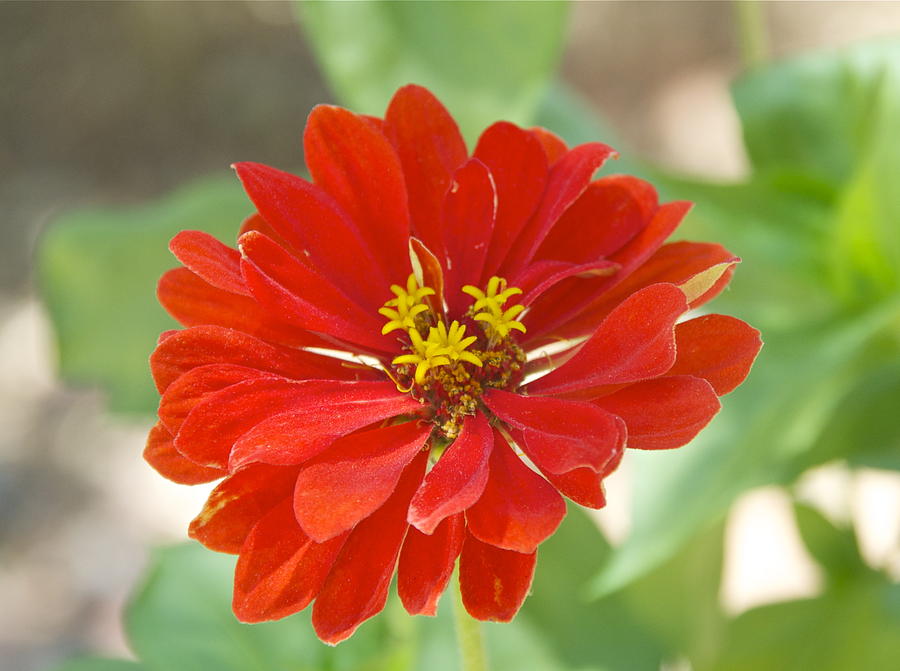 More Red than Red Photograph by Dietrich Sauer - Fine Art America