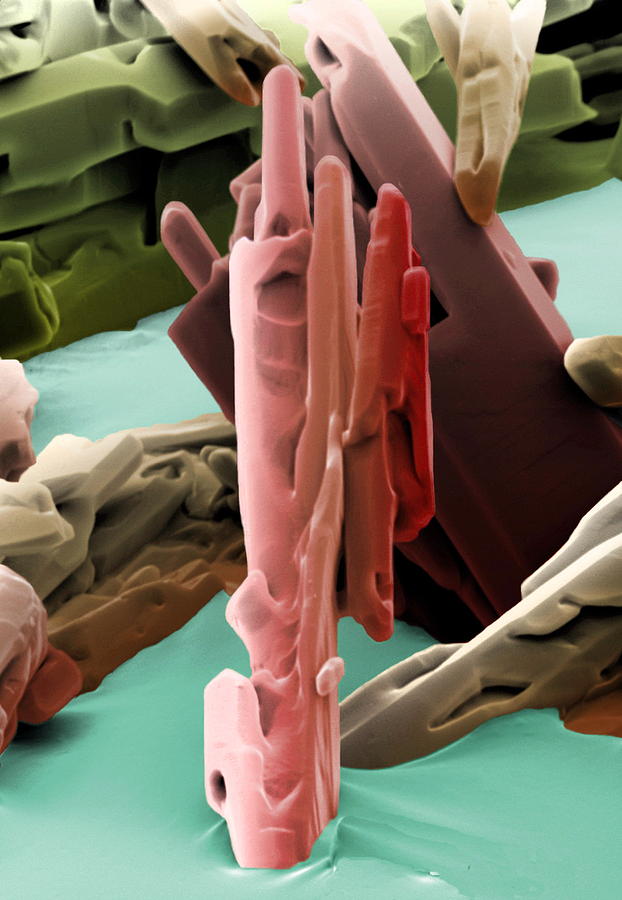 Morphine Crystals, Sem Photograph by David Mccarthy | Fine Art America